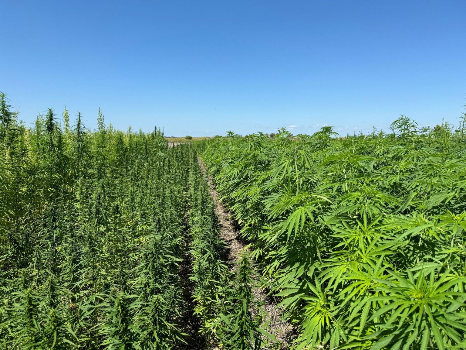 National Variety Trials – AgriFutures Australia – Hemp Farms Australia